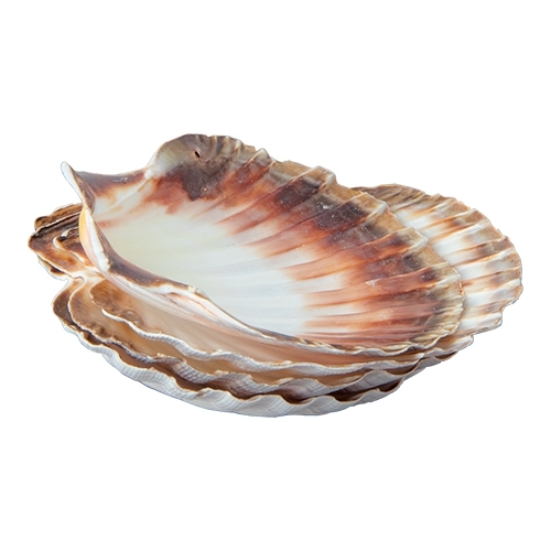 Oester Schelp Ø 12 cm | 814001 | Alfa Horeca Equipment
